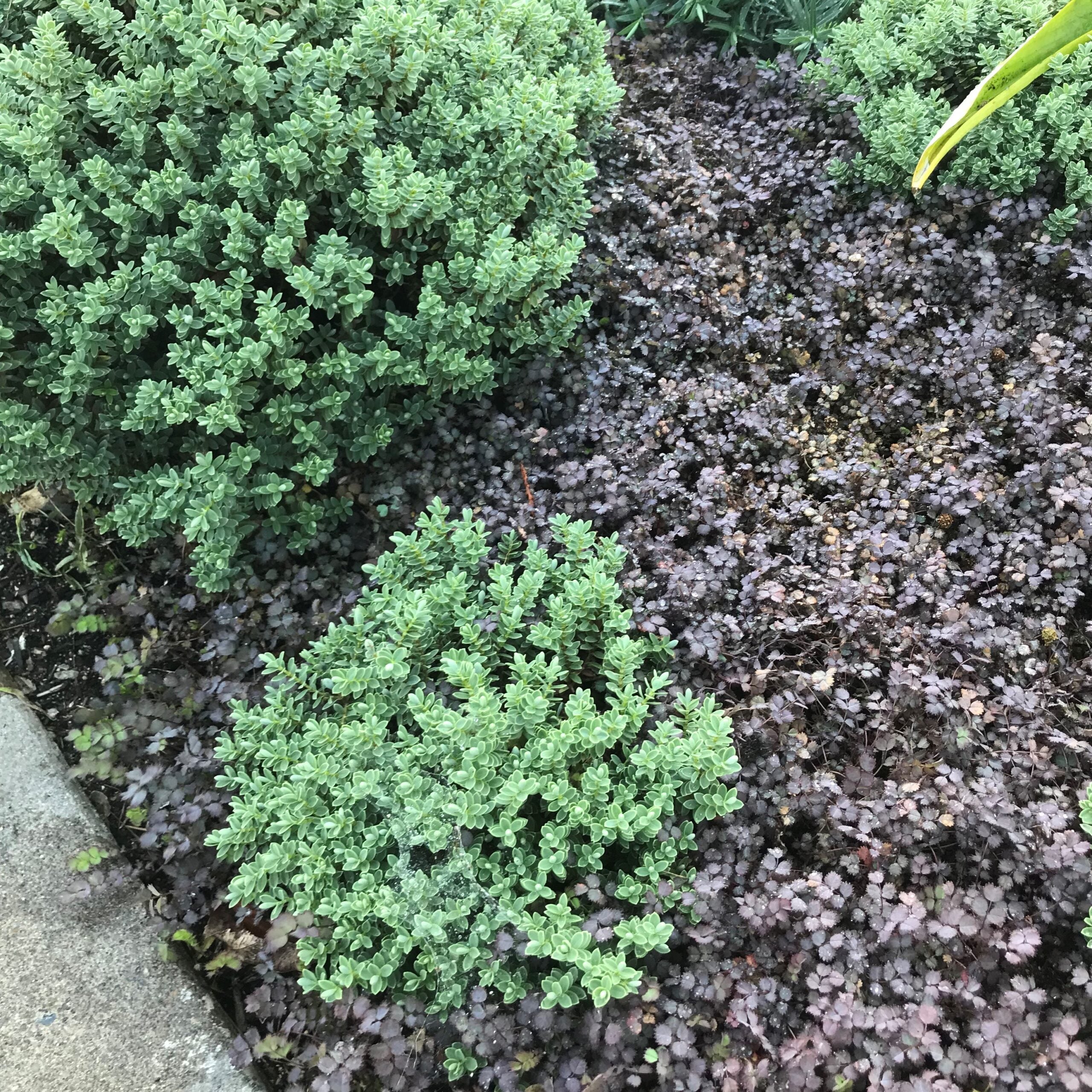 Acaena inermis 'Purpurea' - Purple Goose Leaf (3.5" Pot) | Little ...
