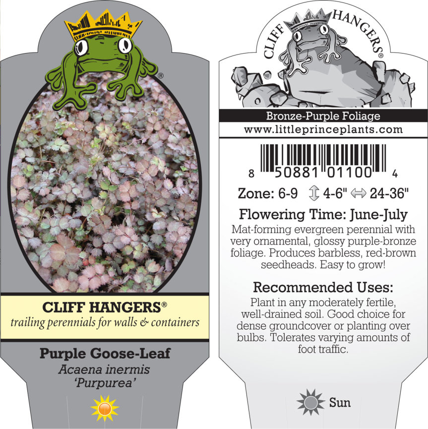 Acaena inermis 'Purpurea' - Purple Goose Leaf (3.5" Pot) | Little ...
