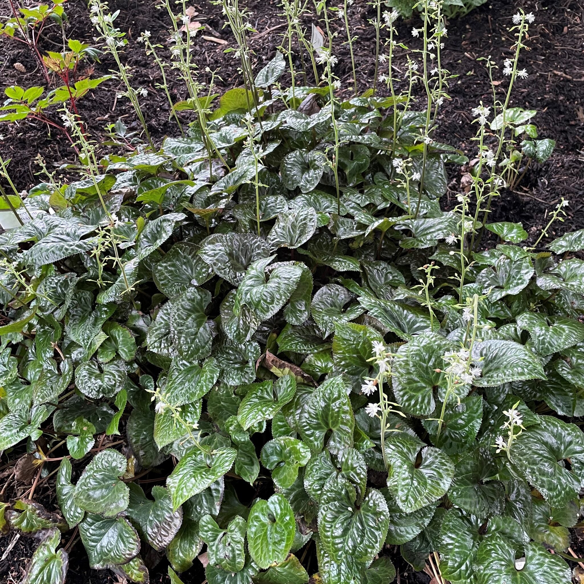 Beesia deltophylla - False Bugbane (4.5" Pot) | Little Prince of Oregon ...