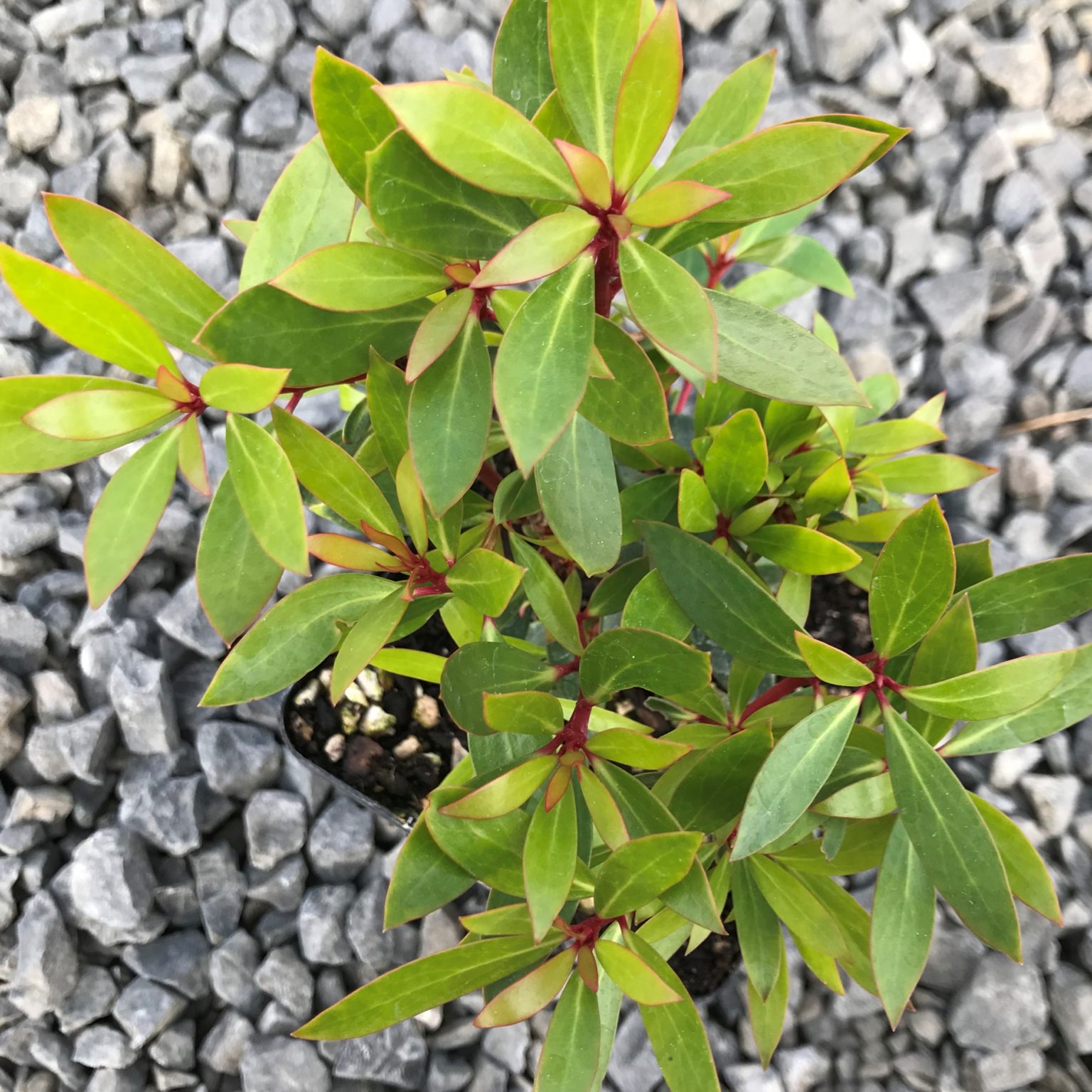 Drimys lanceolata - Pepper Tree (4.5" Pot) | Little Prince of Oregon ...