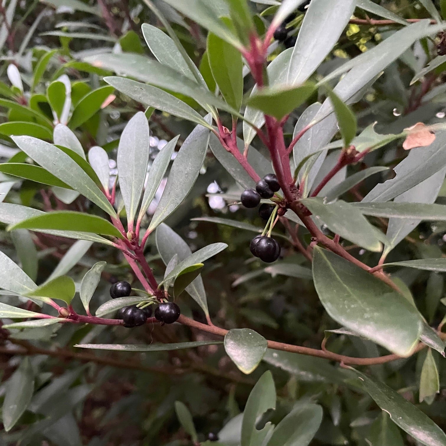 Drimys lanceolata - Pepper Tree (4.5" Pot) | Little Prince of Oregon ...