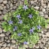 Pratia pedunculata 'County Park' - County Park Creeper (3.5" Pot ...