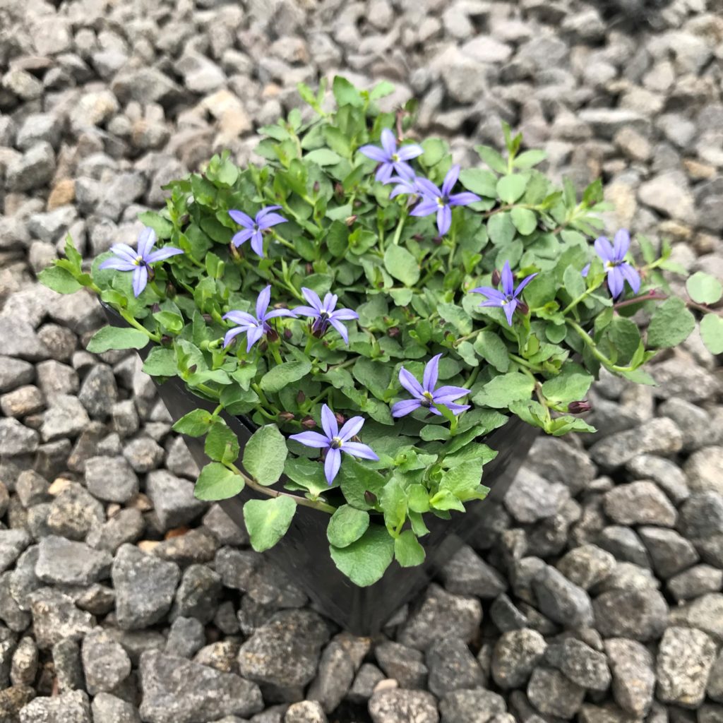 Pratia pedunculata 'County Park' - County Park Creeper (3.5" Pot ...