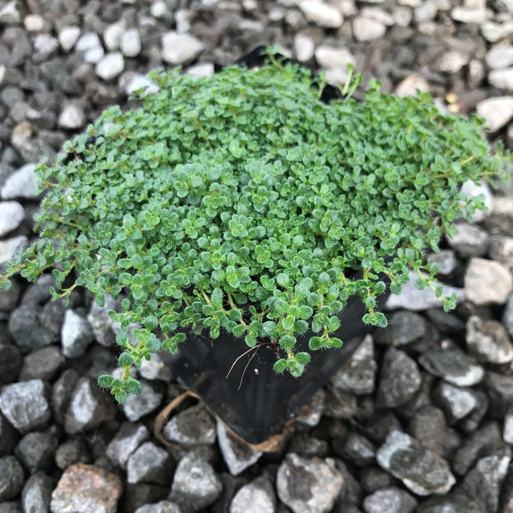 Thymus serpyllum 'Elfin' - Elfin Thyme (3.5" Pot) | Little Prince of ...