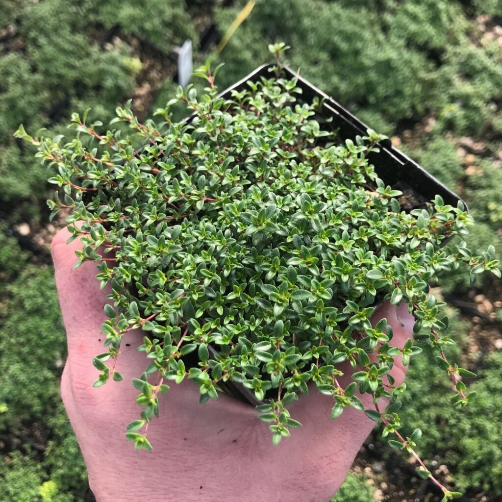 Thymus praecox 'Coccineus' - Red Creeping Thyme (3.5" Pot) | Little ...