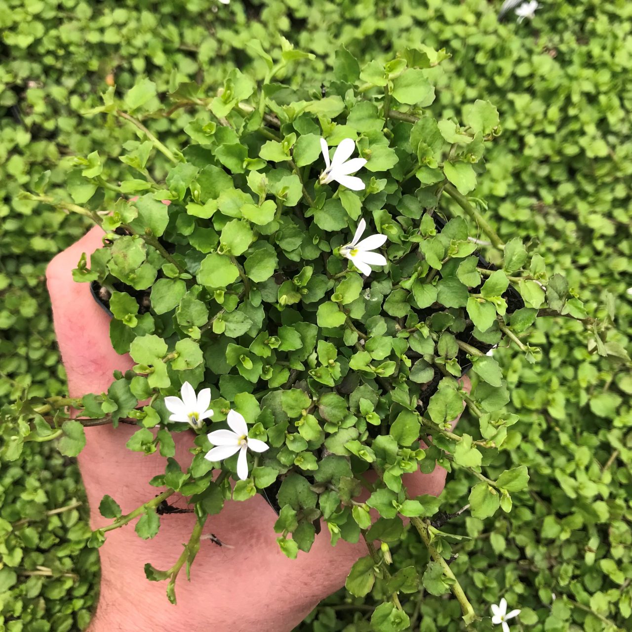 Pratia angulata - White Star Creeper (3.5" Pot) | Little Prince of ...