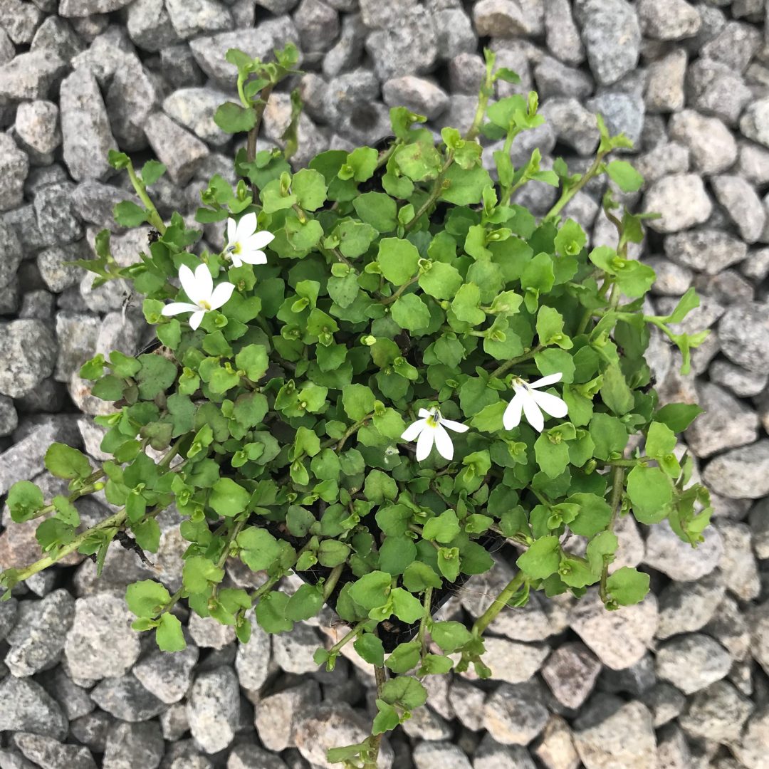 Pratia angulata - White Star Creeper (3.5" Pot) | Little Prince of ...