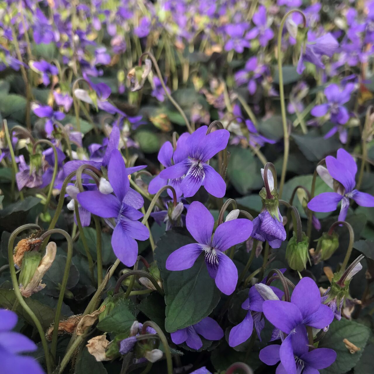 Viola labradorica - Labrador Violet (3.5" Pot) | Little Prince of ...