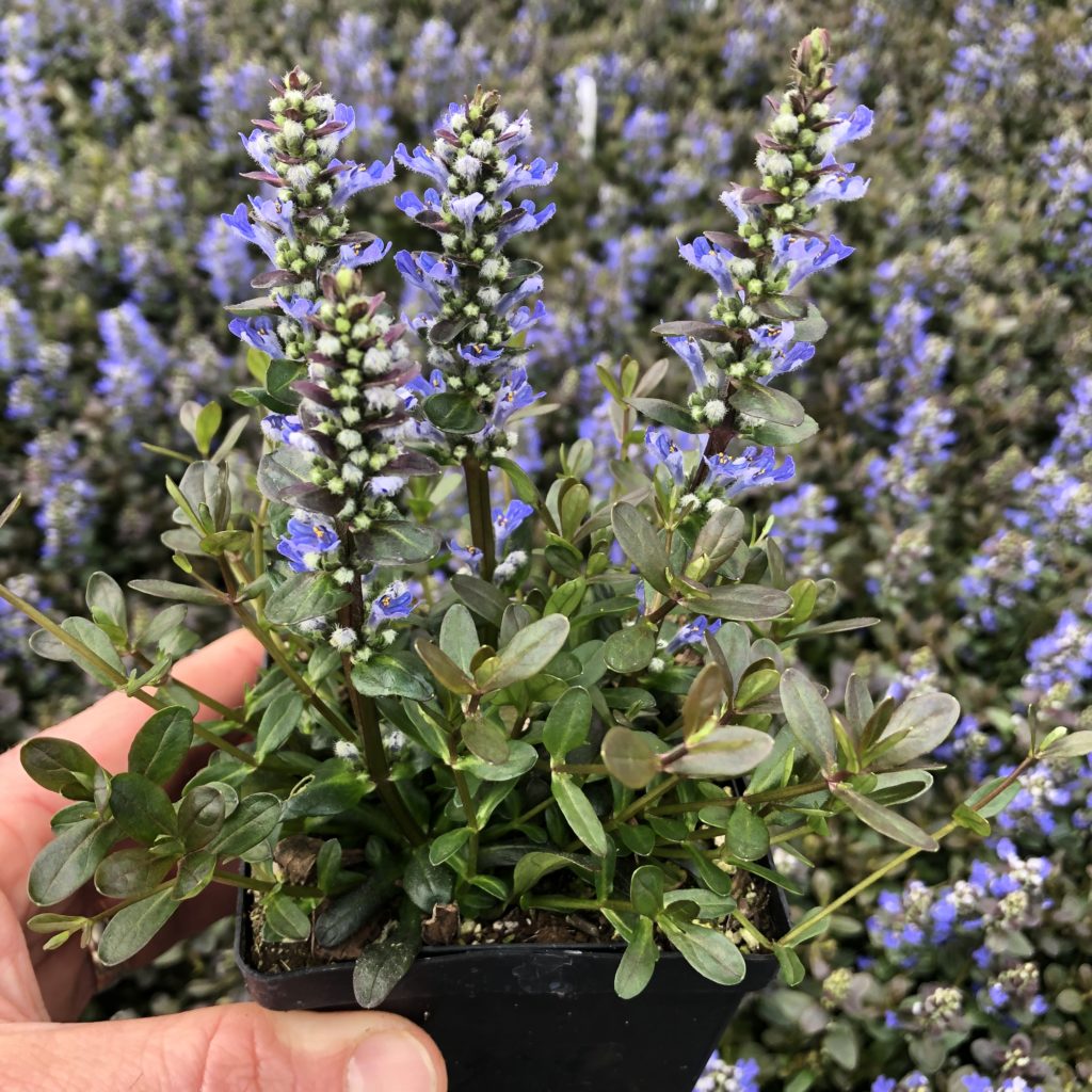 Ajuga reptans 'Chocolate Chip' - Bugleweed (3.5" Pot) | Little Prince ...