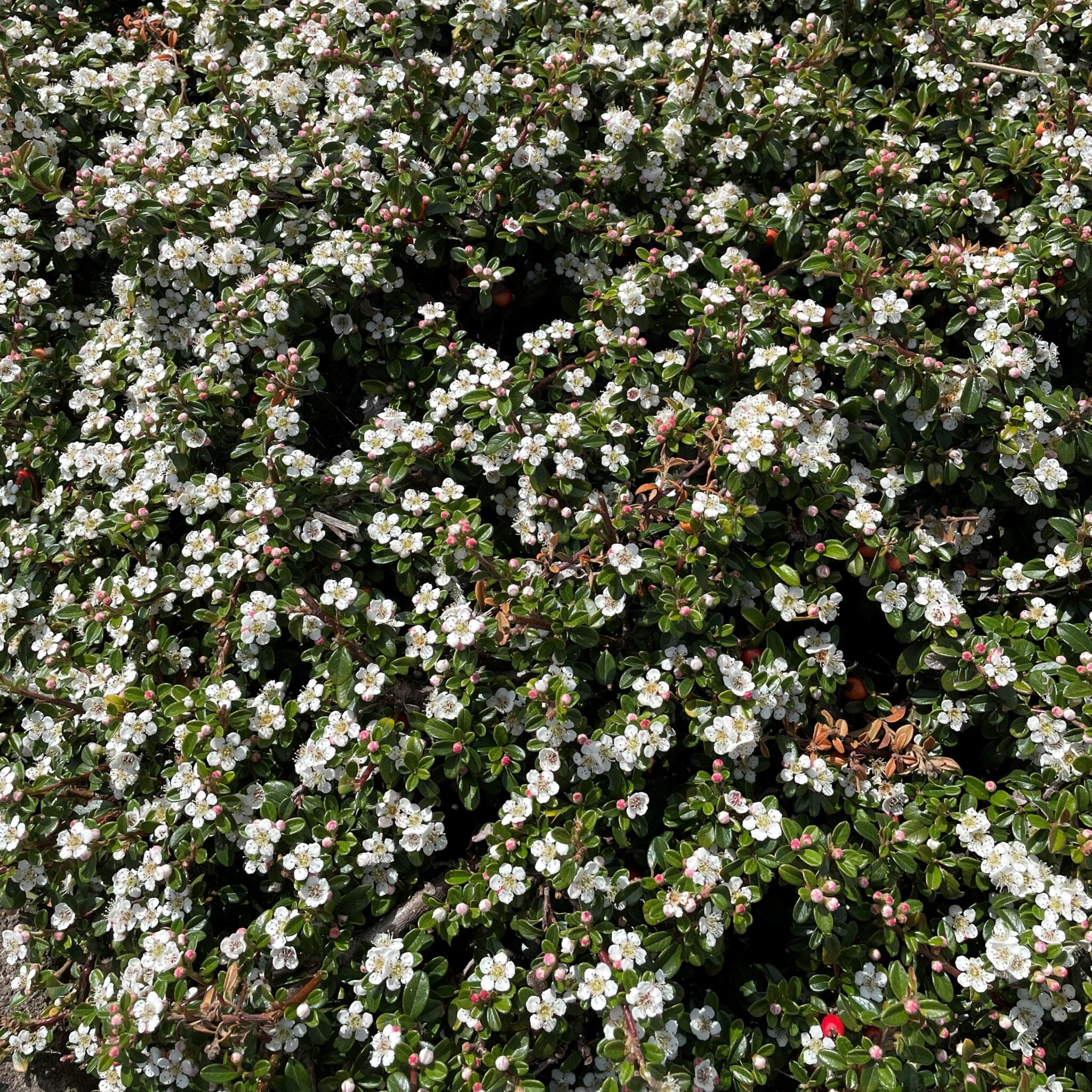Cotoneaster dammeri 'Lowfast' (3.5" Pot) | Little Prince of Oregon Nursery