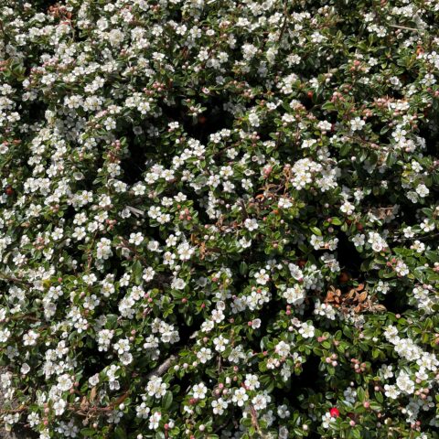Cotoneaster dammeri 'Lowfast' (3.5" Pot) | Little Prince of Oregon Nursery