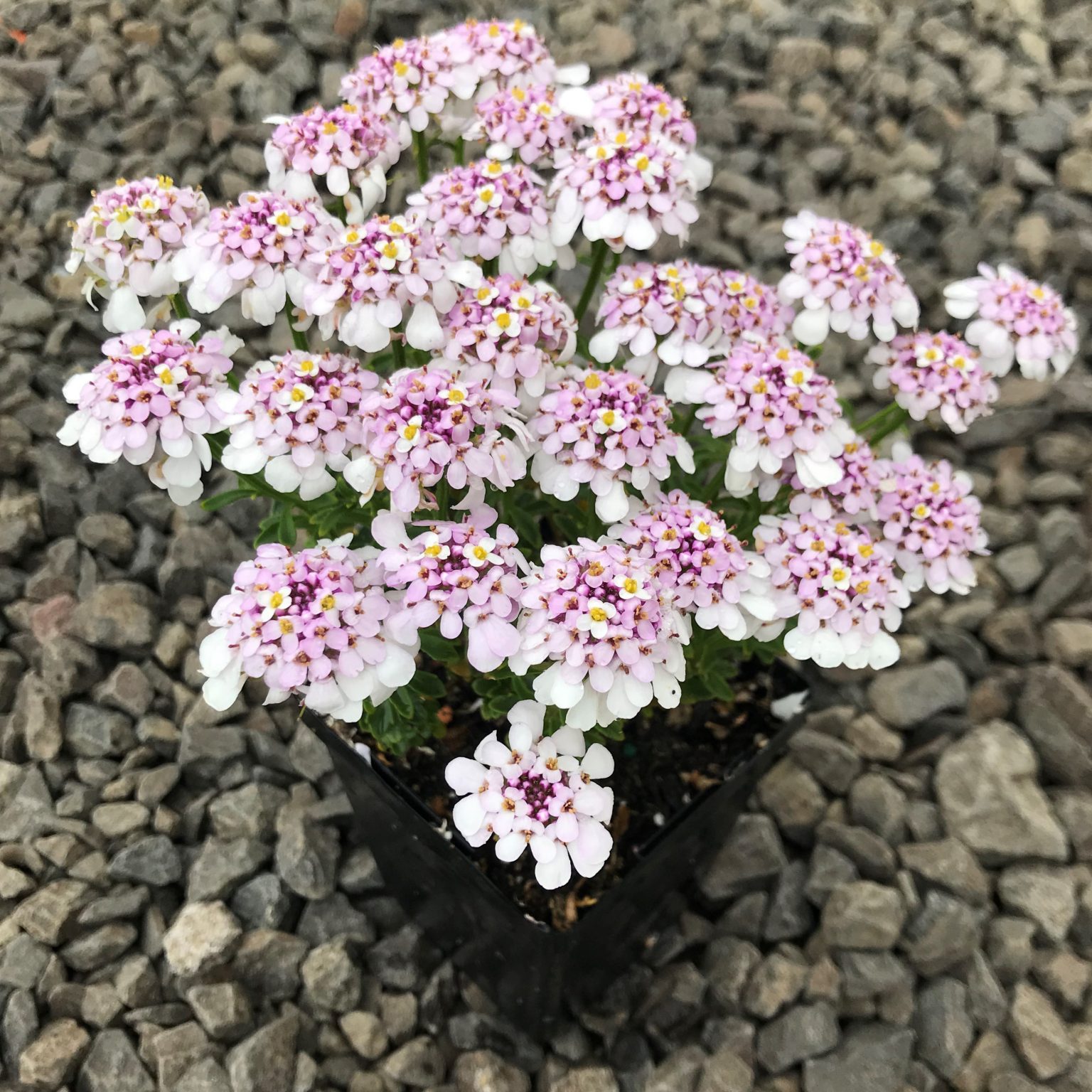 Iberis 'Pink Ice' - Candytuft USPP #23,854 (3.5" Pot) | Little Prince ...