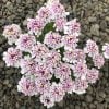 Iberis 'Pink Ice' - Candytuft USPP #23,854 (3.5" Pot) | Little Prince ...