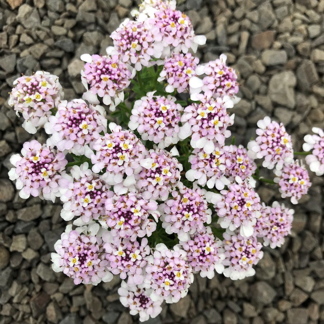 Iberis 'Pink Ice' - Candytuft USPP #23,854 (3.5" Pot) | Little Prince ...