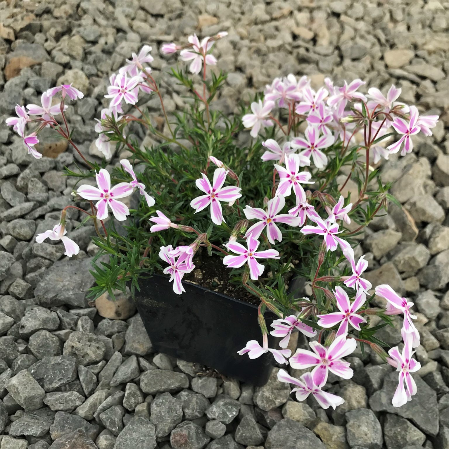 Phlox subulata 'Candy Stripe' - Creeping Phlox (4" Pot) | Little Prince ...