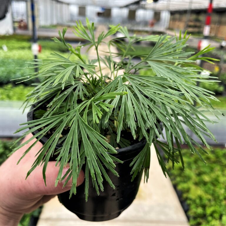 Actiniopteris australis - Eyelash Fern (4.5" Pot) | Little Prince of ...