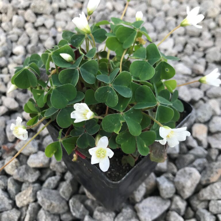 Oxalis oregana - Redwood Sorrel (3.5" Pot) | Little Prince of Oregon ...
