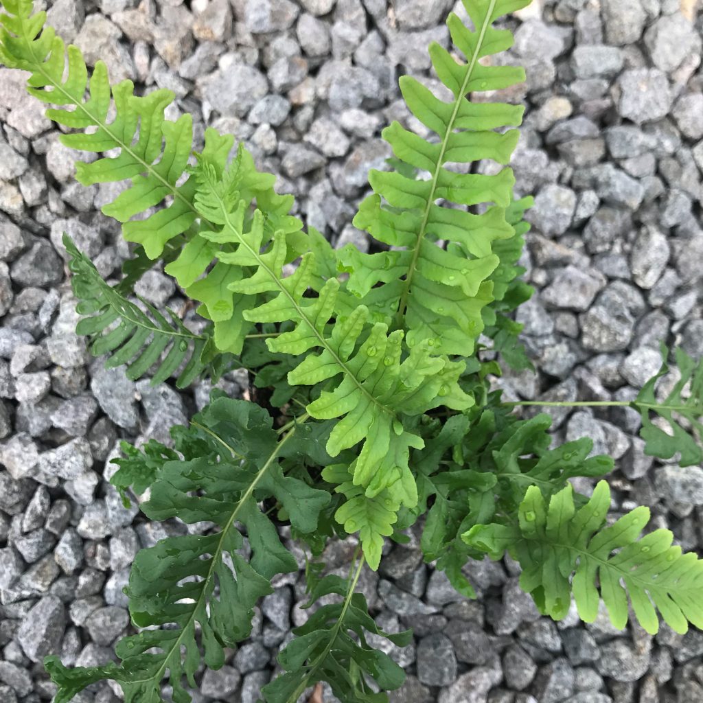 Polypodium vulgare 'Bifido Multifidum' - Polypody Fern (3.5" Pot ...