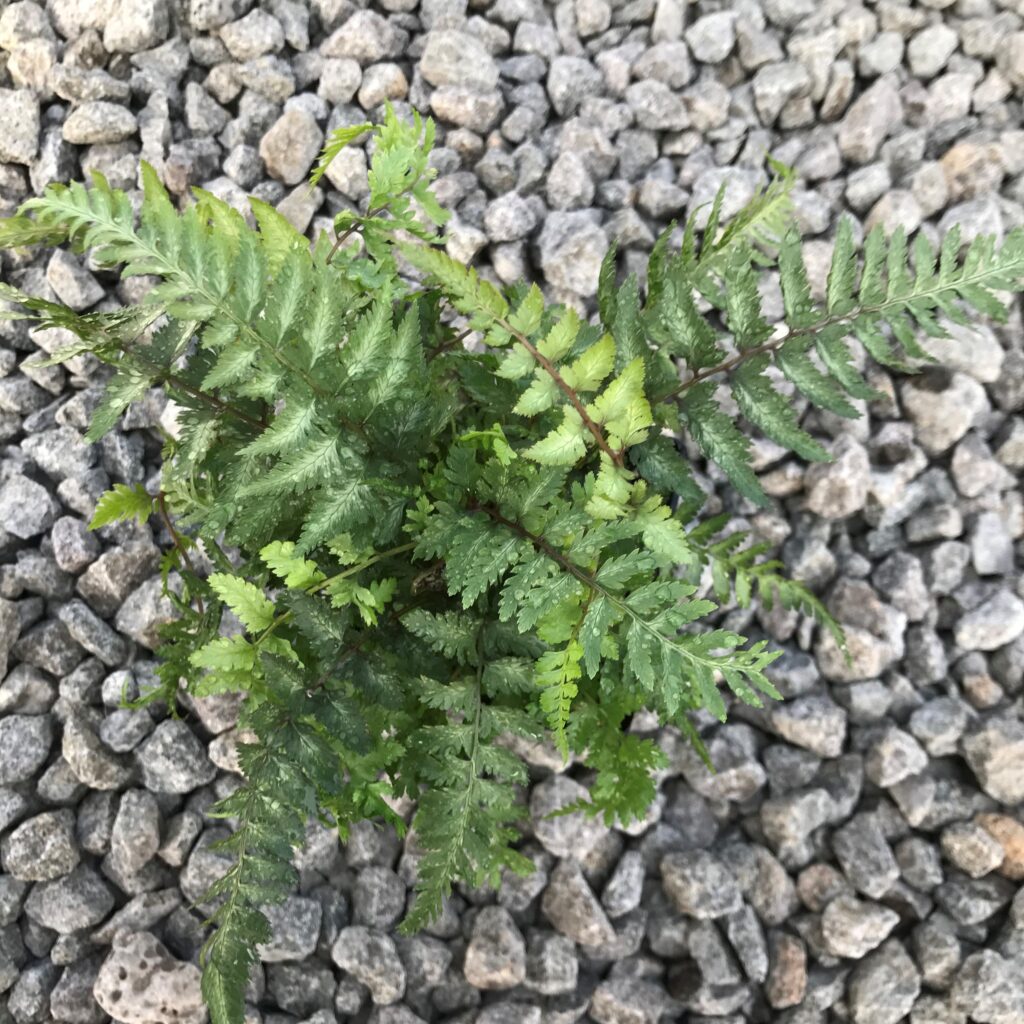 Athyrium niponicum 'Metallicum' - Japanese Painted Fern (3.5" Pot ...