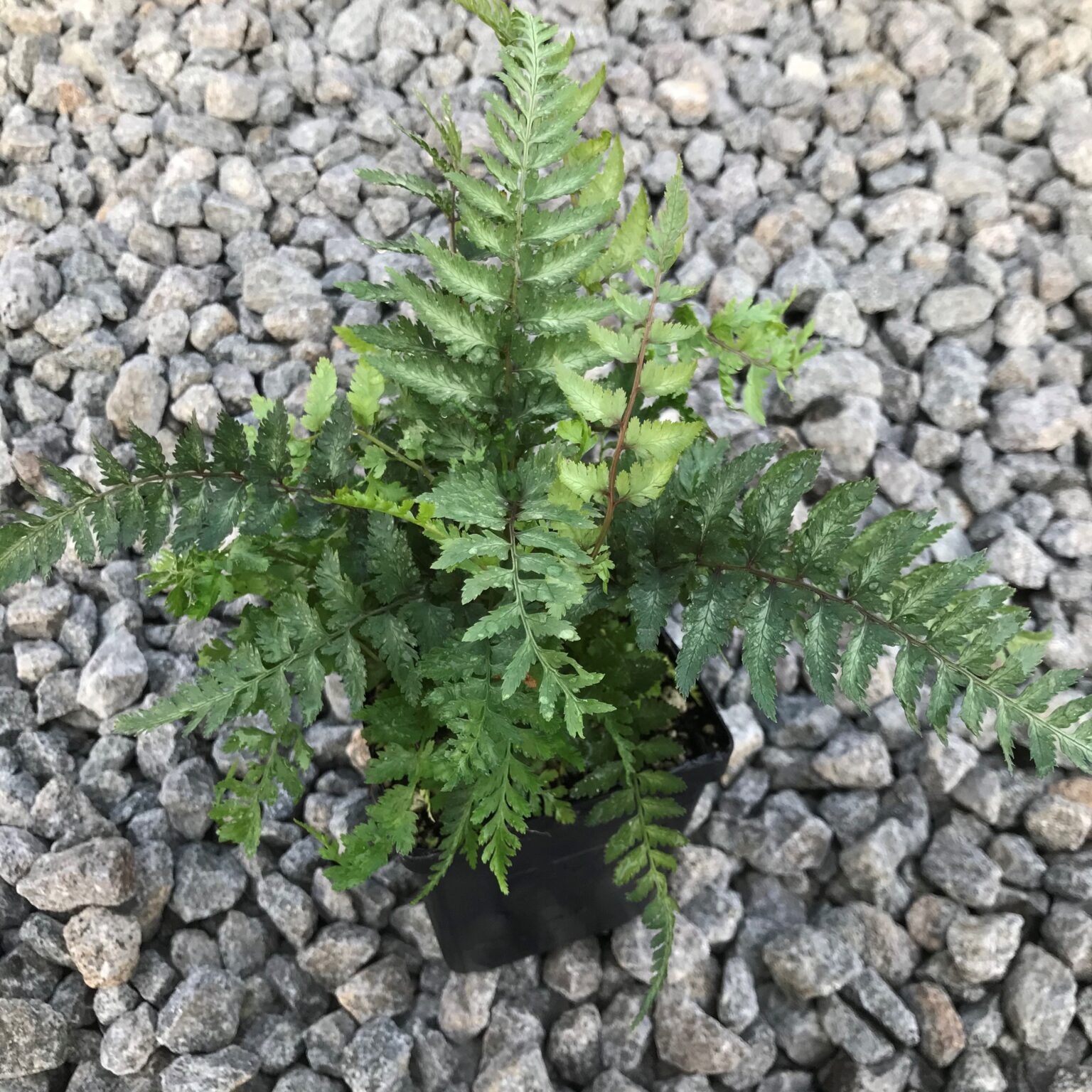 Athyrium niponicum 'Metallicum' - Japanese Painted Fern (3.5" Pot ...