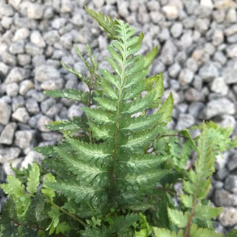 Athyrium niponicum 'Metallicum' - Japanese Painted Fern (3.5" Pot ...