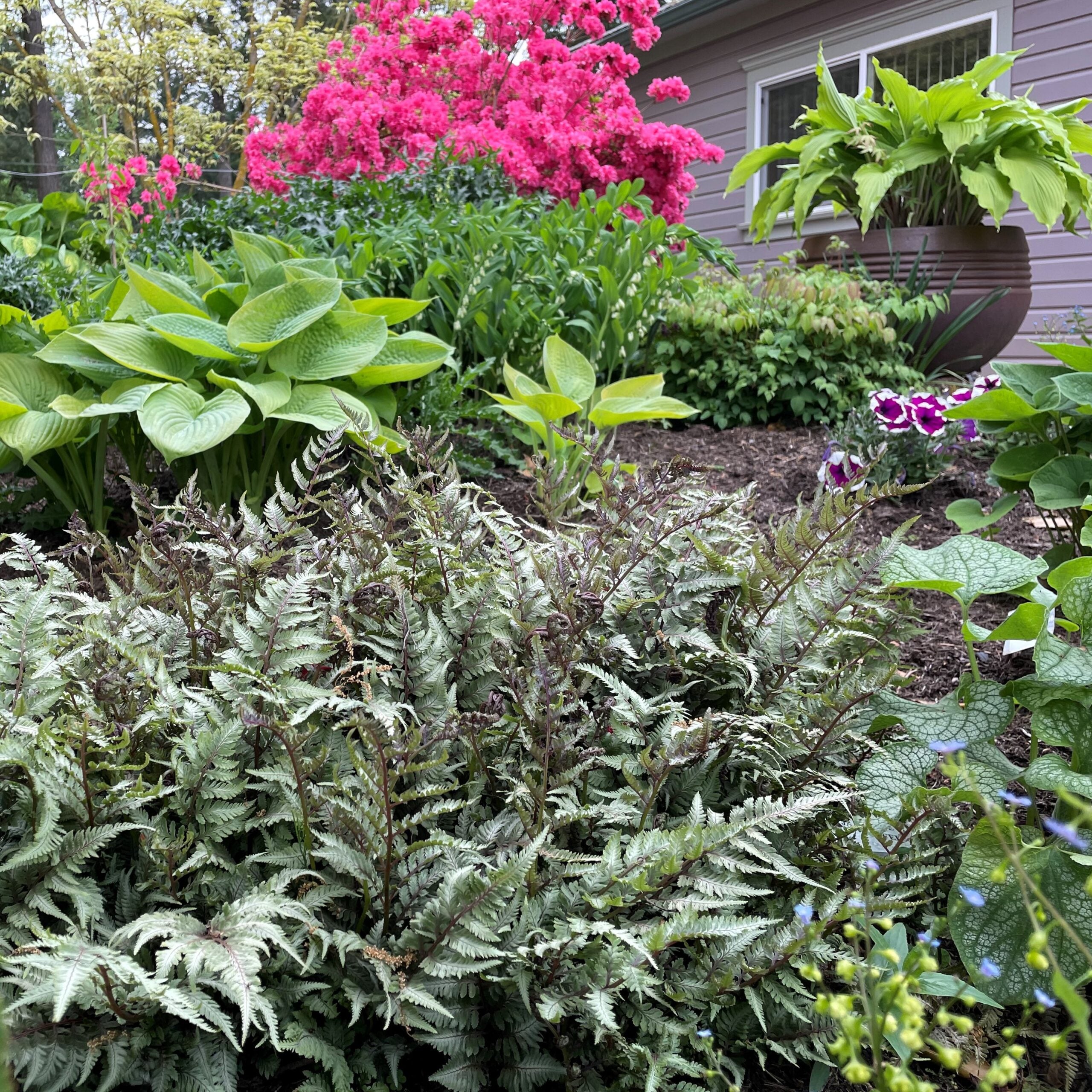 Japanese Painted Fern Japanese Painted Fern Athyrium Niponicum