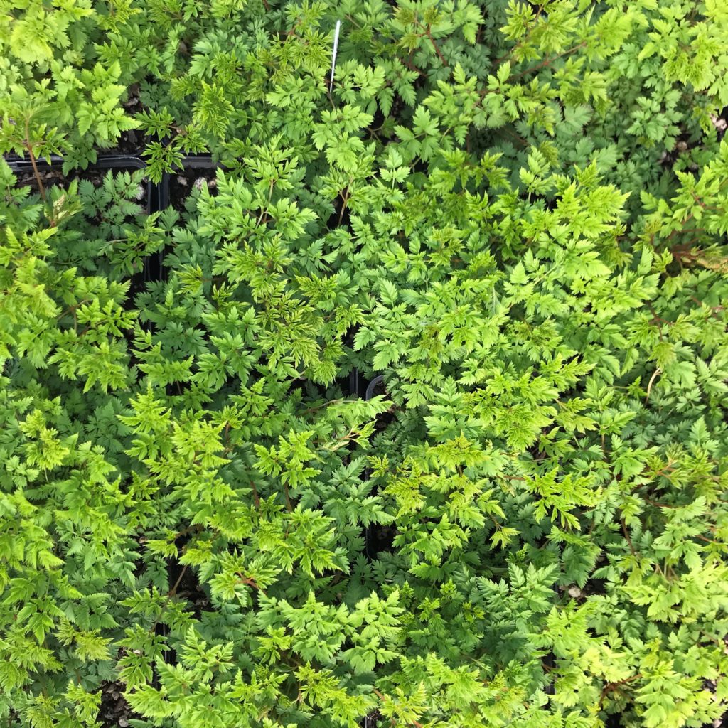 Aruncus aethusifolius - Dwarf Goat's Beard (4.5" Pot) | Little Prince ...