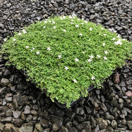 Pratia pedunculata 'Alba' - Super Star Creeper (10" x 10" square ...
