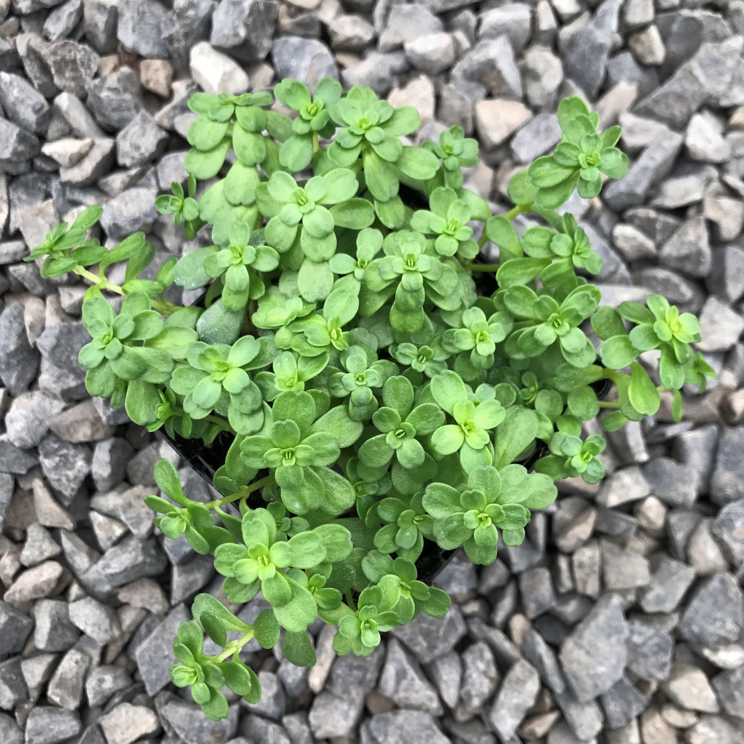 Sedum emarginatum - Chinese Stonecrop (3.5" Pot) | Little Prince of ...