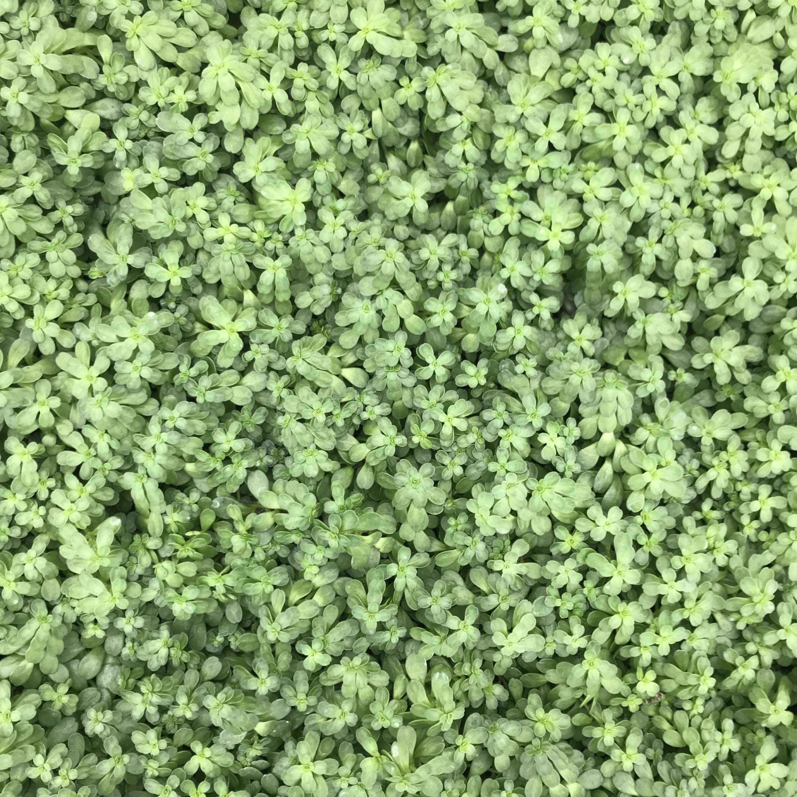 Sedum emarginatum - Chinese Stonecrop (3.5" Pot) | Little Prince of ...