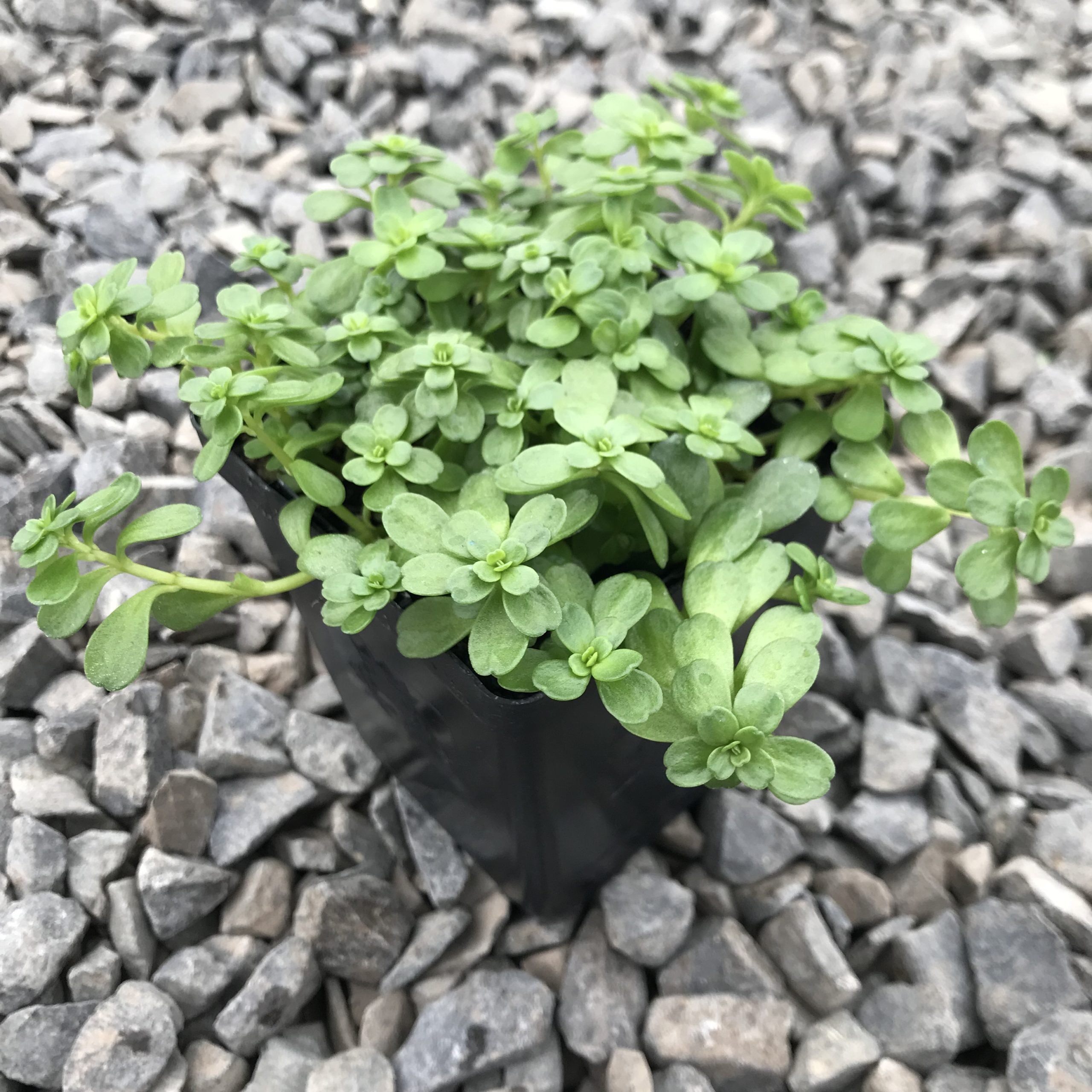 Sedum emarginatum - Chinese Stonecrop (3.5" Pot) | Little Prince of ...
