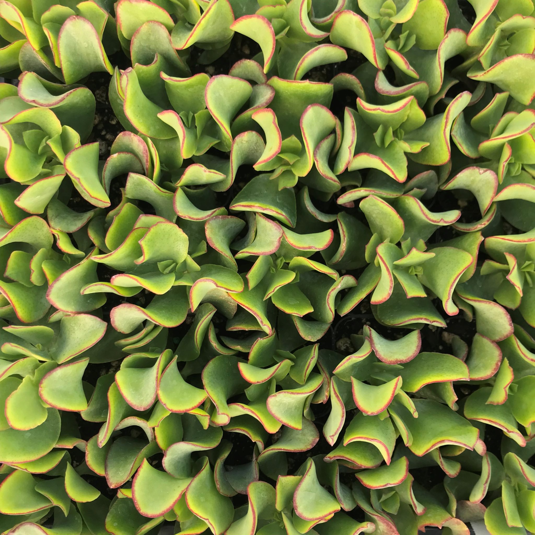 Crassula arborescens 'Curly Green' - Ripple Jade Succulent (2" Pot ...