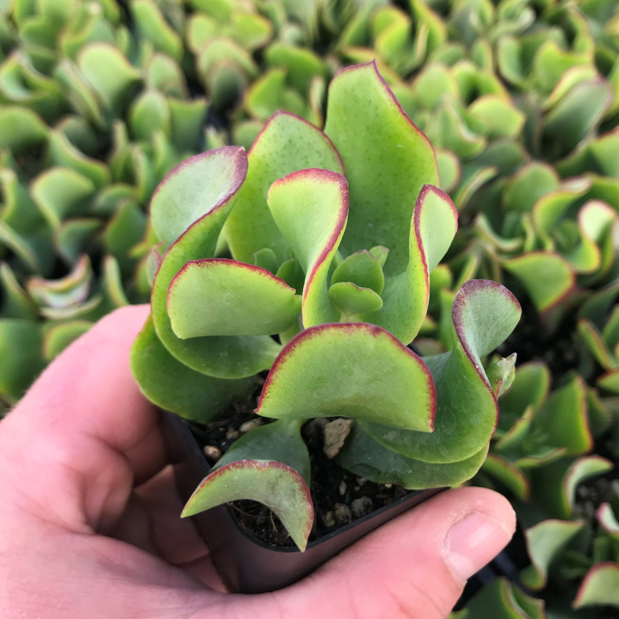Crassula arborescens 'Curly Green' - Ripple Jade Succulent (2" Pot ...
