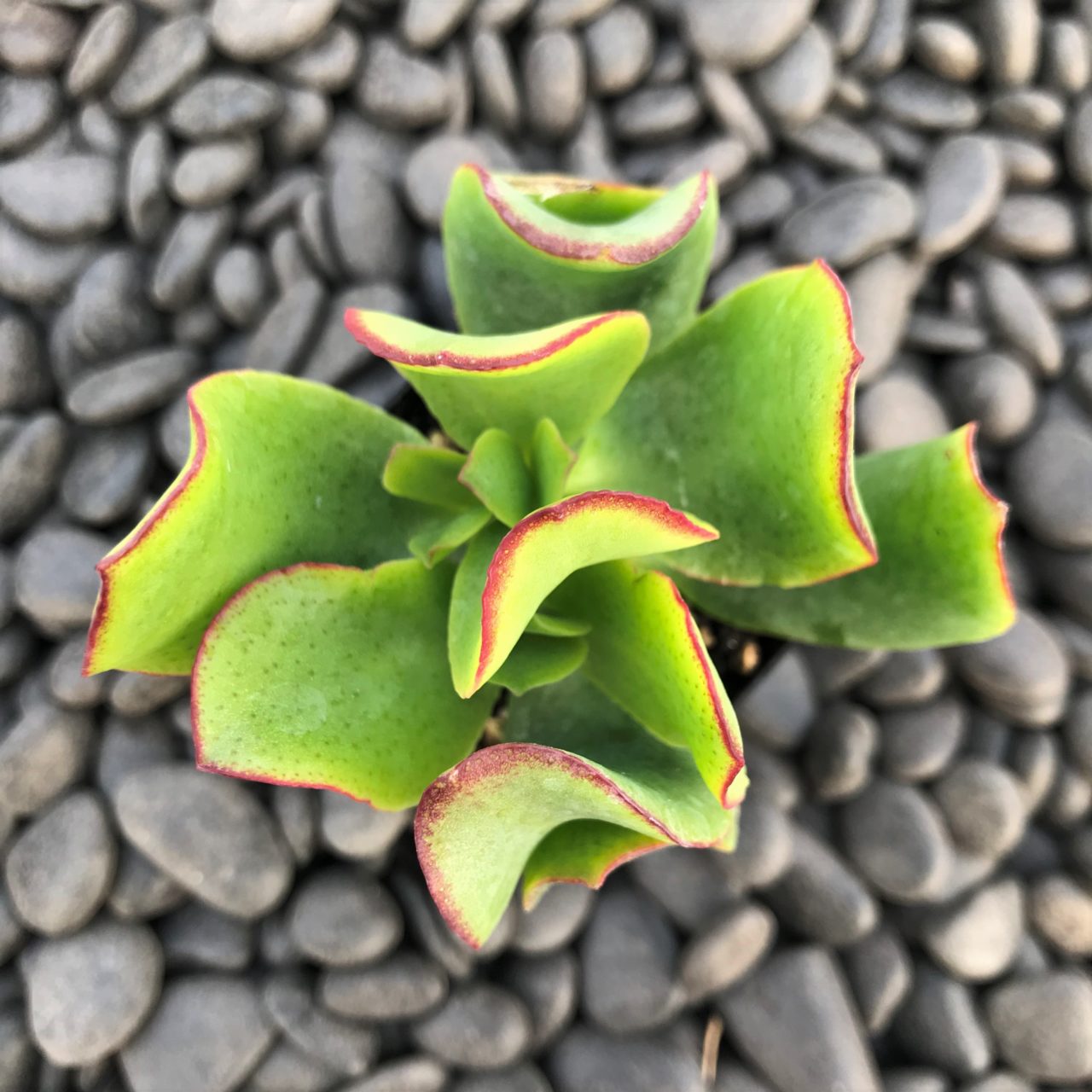 Crassula arborescens 'Curly Green' - Ripple Jade Succulent (2" Pot ...
