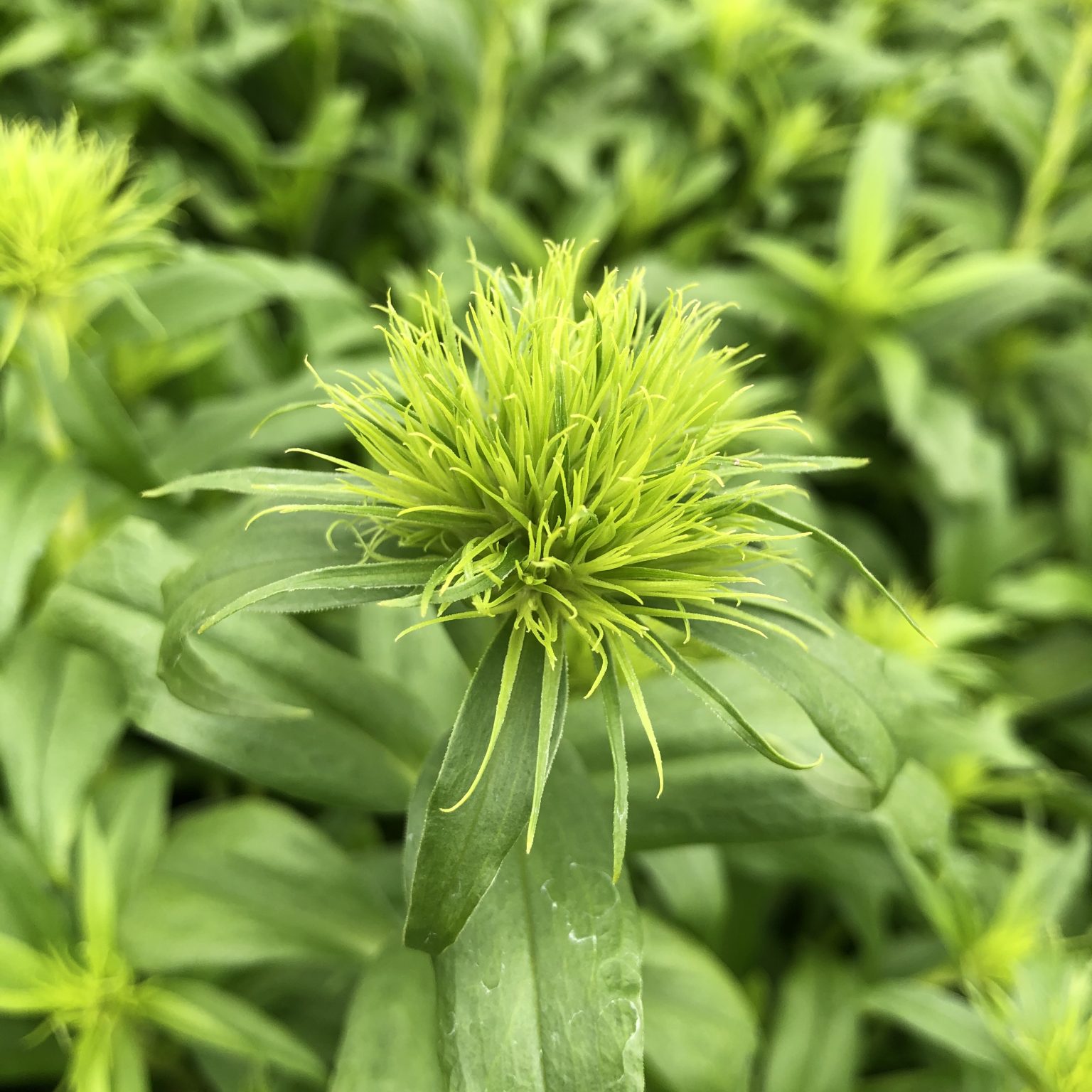 Dianthus 'Green Ball' - Sweet William (4.5" Pot) | Little Prince of ...