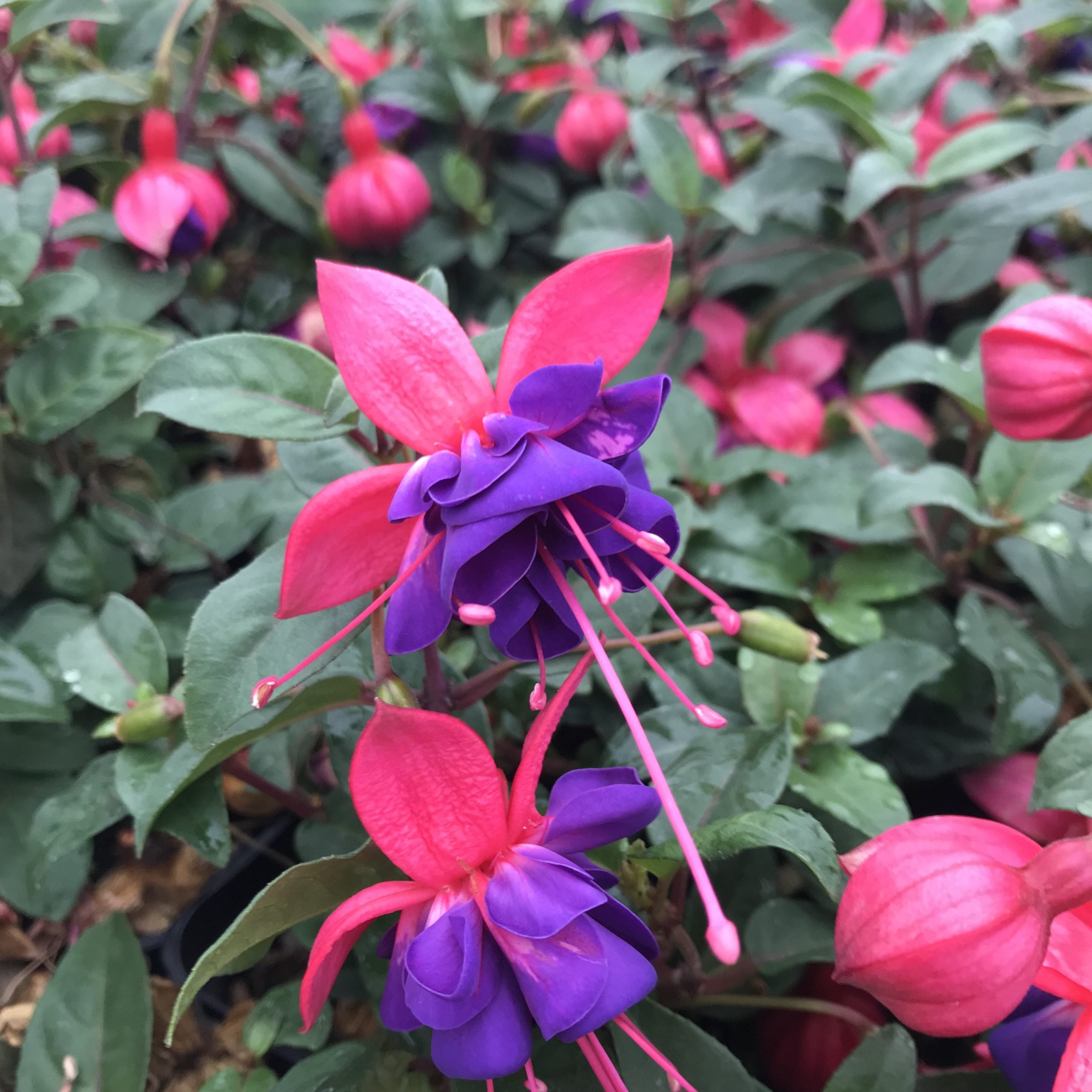 Hardy Fuchsias | Little Prince of Oregon Nursery