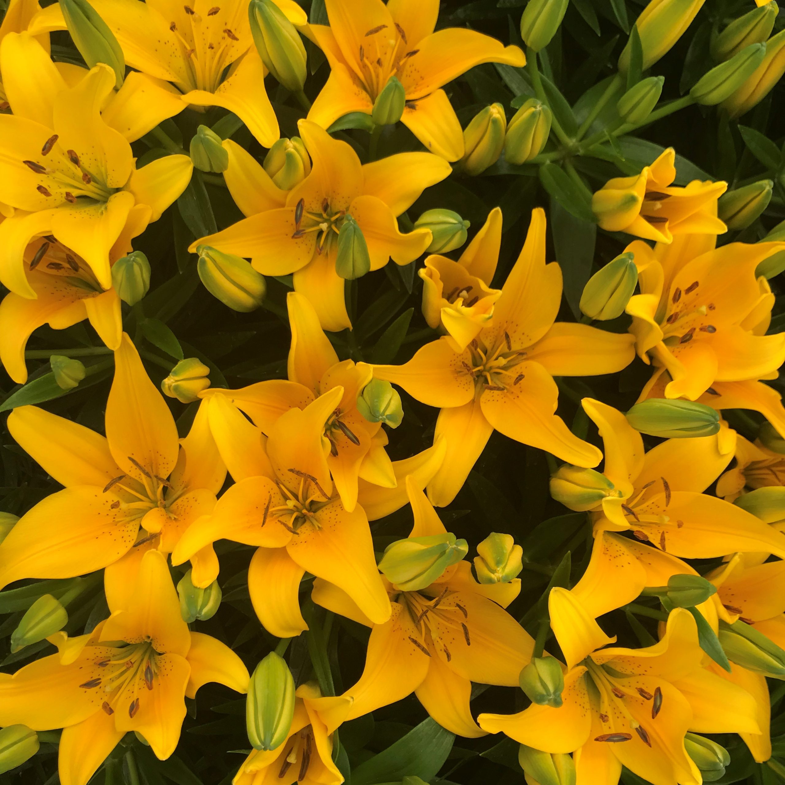 Lilium Lily Looks™ 'Tiny Bee'- Dwarf Asiatic Lily USPP #16,255 (4.5 ...