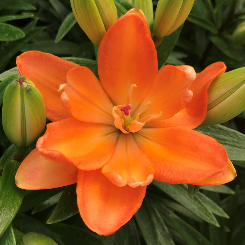Lilium Lily Looks™ 'Tiny Double You' - Dwarf Asiatic Lily USPP #22,875 ...