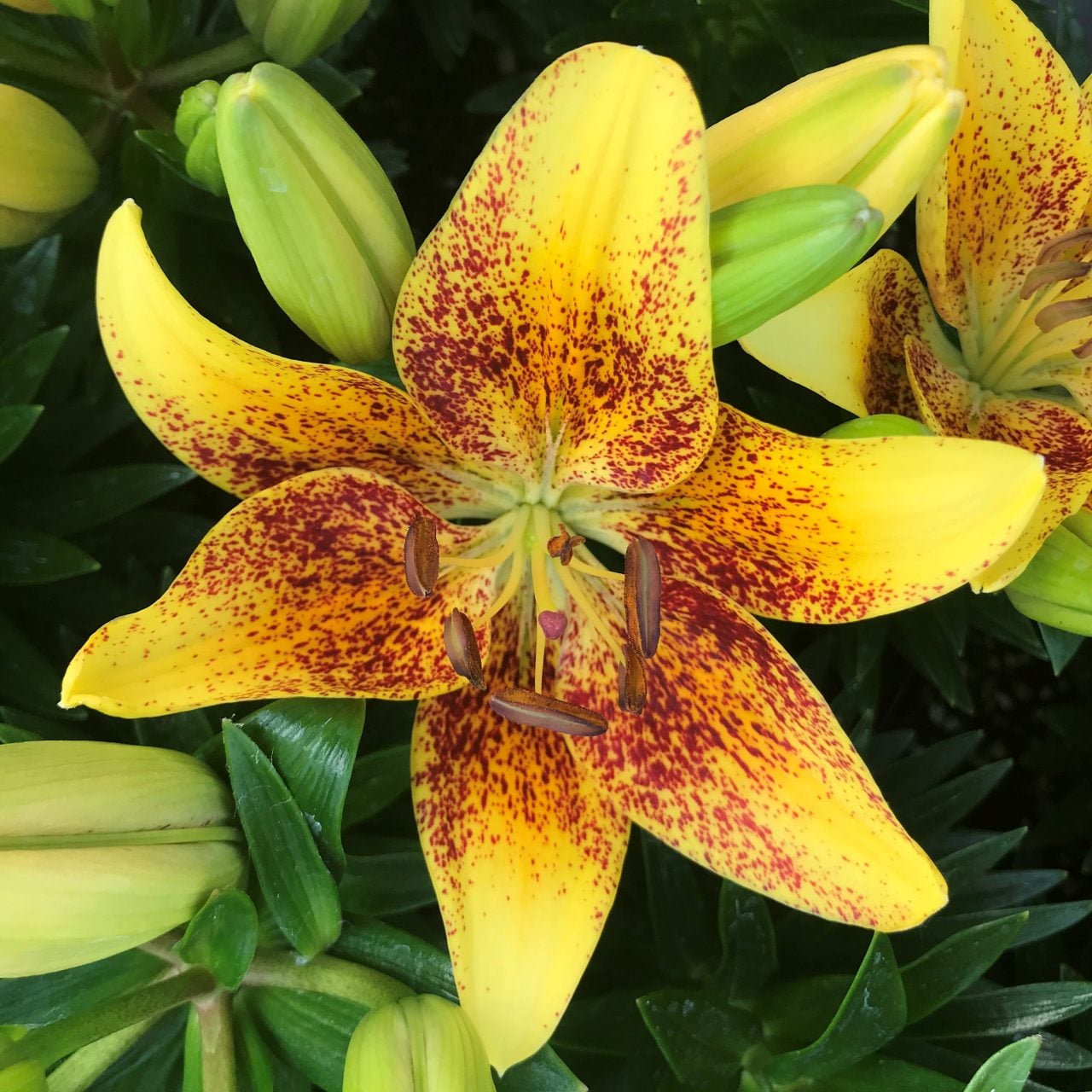 Lilium Lily Looks™ 'Tiny Nugget' - Dwarf Asiatic Lily PPAF (4.5" Pot ...