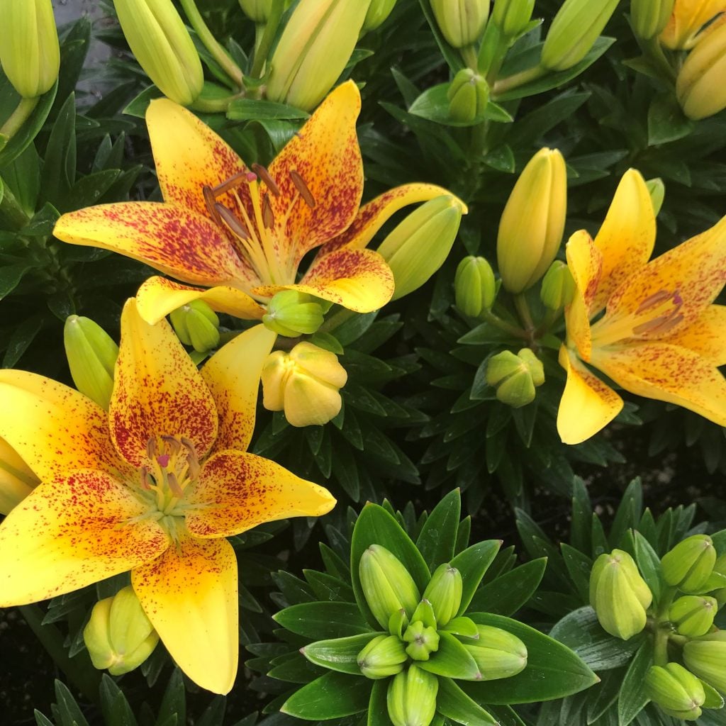 Lilium Lily Looks™ 'Tiny Nugget' - Dwarf Asiatic Lily PPAF (4.5" Pot ...