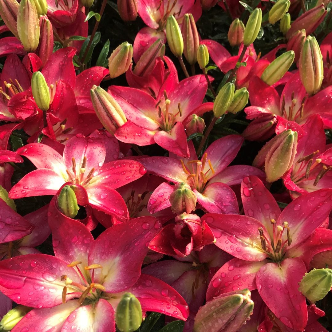 Lilium Lily Looks™ 'Tiny Diamond' - Dwarf Asiatic Lily PPAF (4.5" Pot ...
