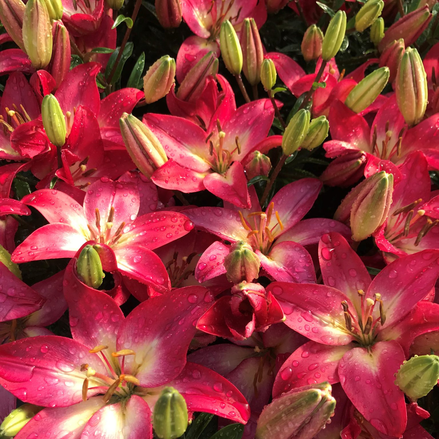 Lilium Lily Looks™ 'Tiny Diamond' - Dwarf Asiatic Lily PPAF (4.5" Pot ...