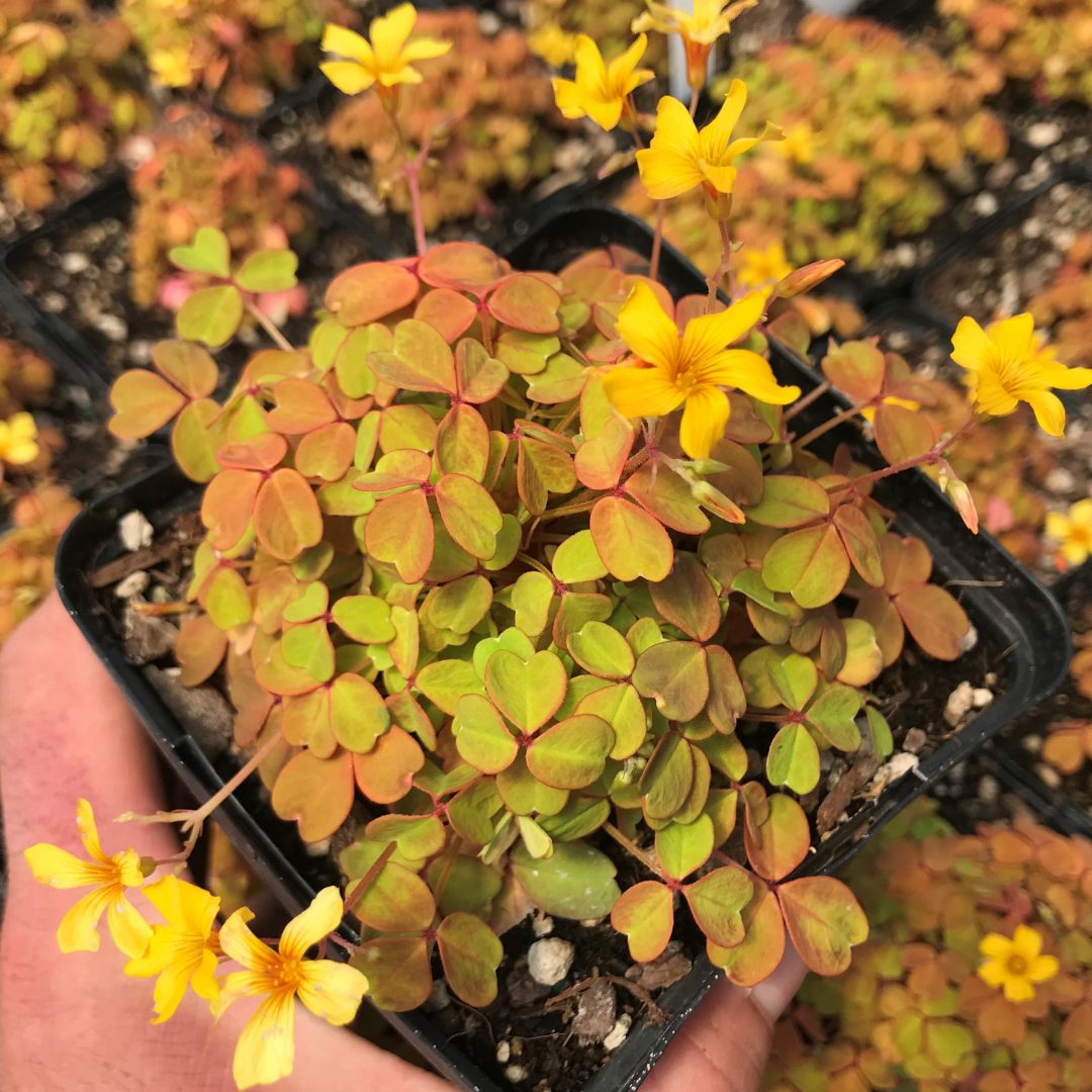 Oxalis spiralis vulcanicola 'Sunset Velvet' - Volcanic Sorrel (4.5" Pot ...