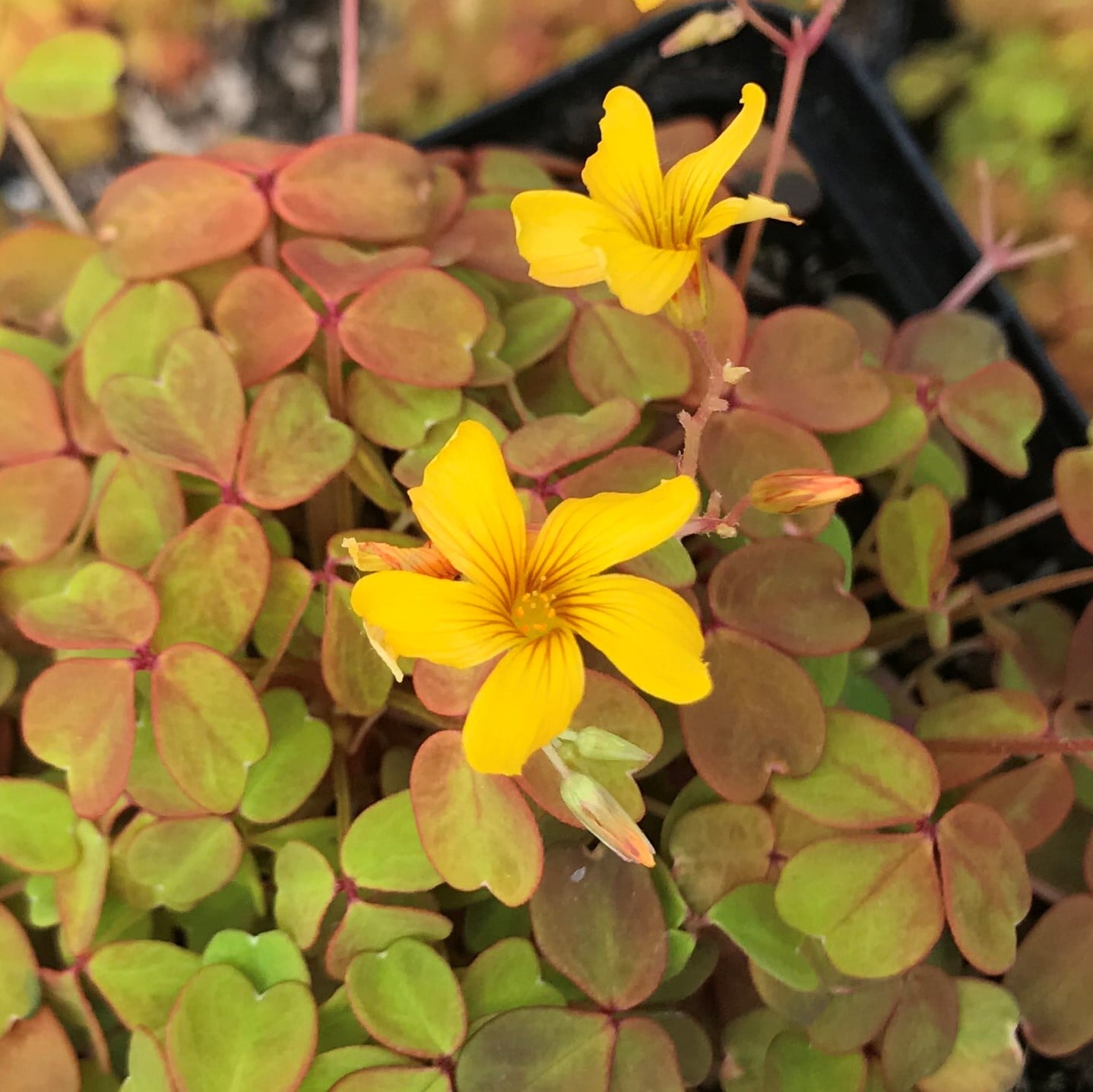 Oxalis spiralis vulcanicola 'Sunset Velvet' - Volcanic Sorrel (4.5" Pot ...