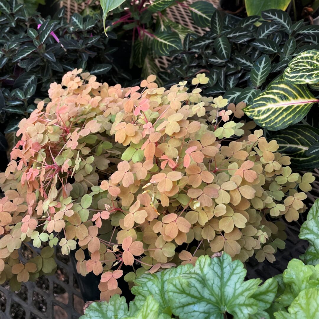 Oxalis spiralis vulcanicola 'Sunset Velvet' - Volcanic Sorrel (4.5" Pot ...