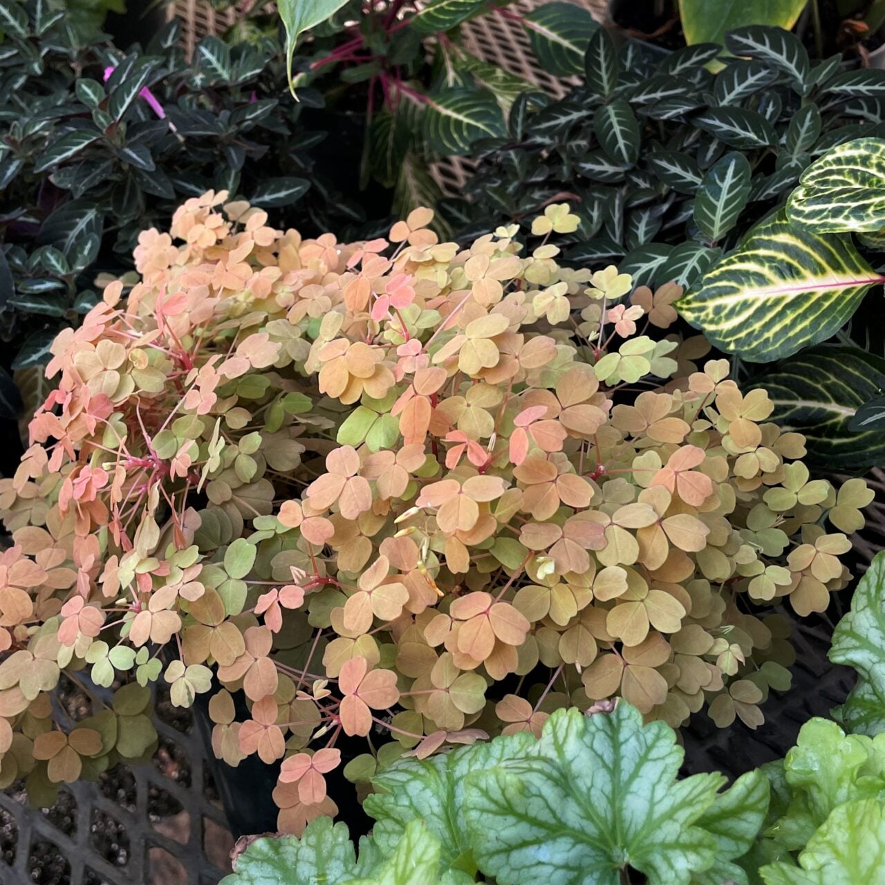 Oxalis spiralis vulcanicola 'Sunset Velvet' - Volcanic Sorrel (4.5" Pot ...