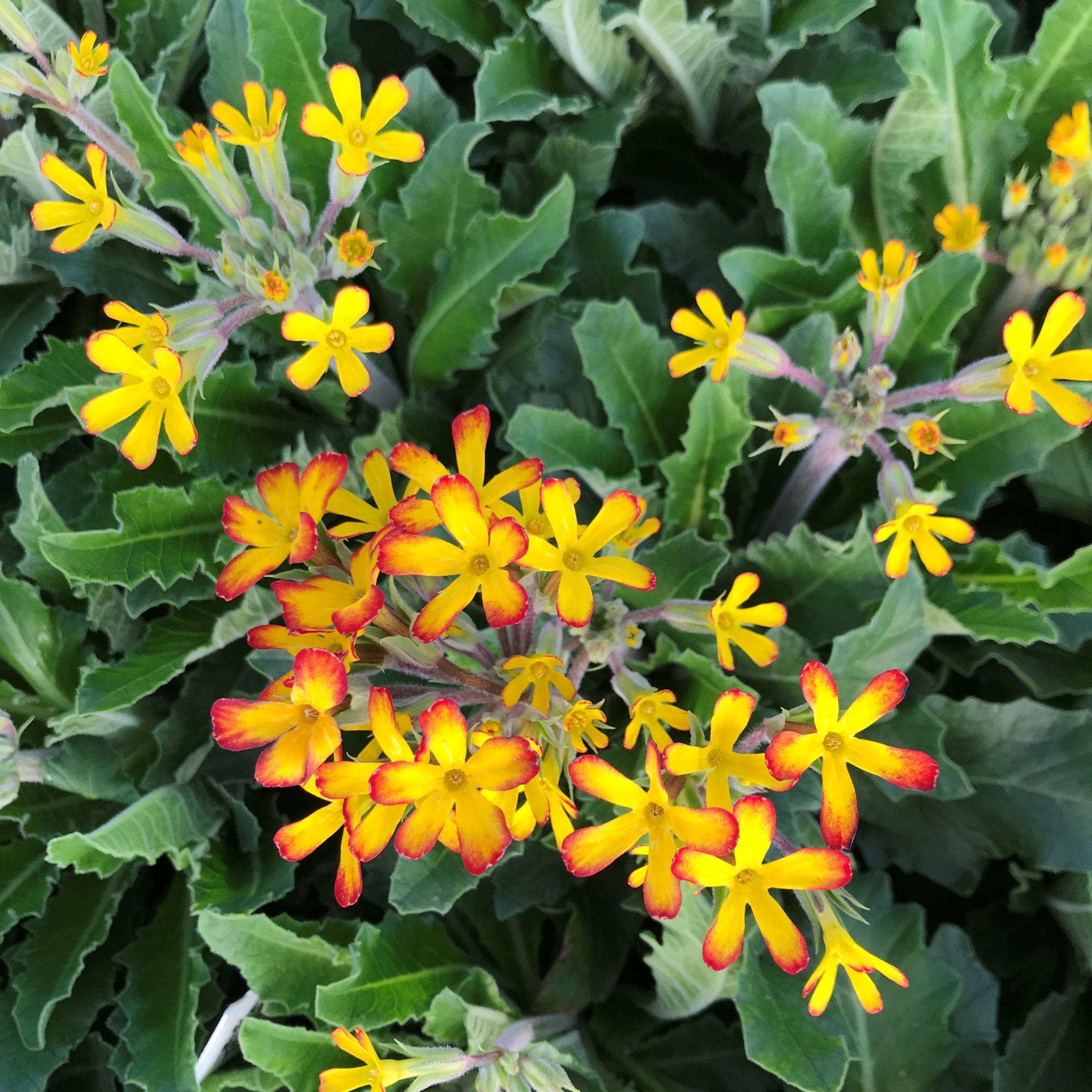 Primula vulgaris 'Oakleaf Yellow Picotee' - Oakleaf Primrose PPAF (4.5 ...