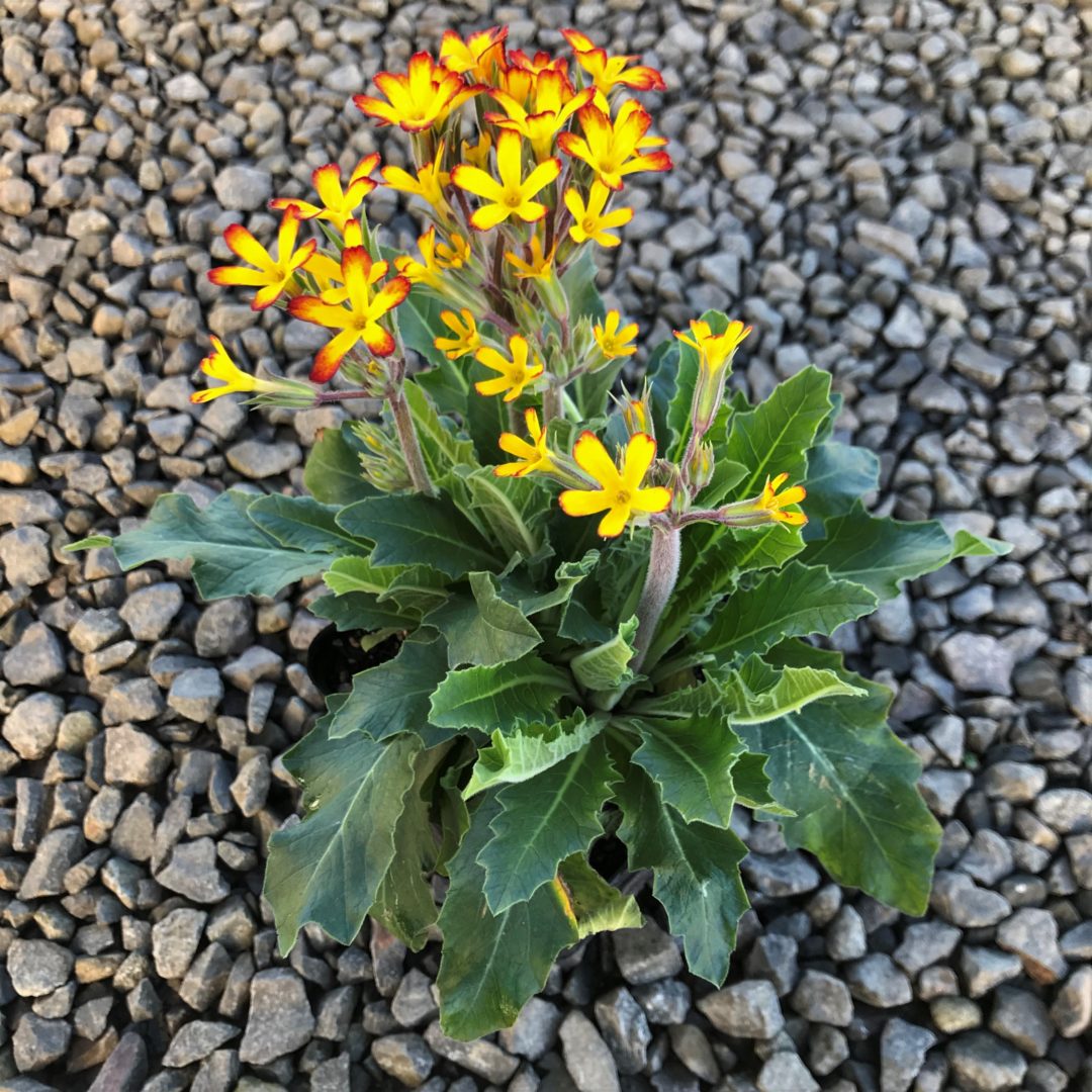 Primula vulgaris 'Oakleaf Yellow Picotee' - Oakleaf Primrose PPAF (4.5 ...