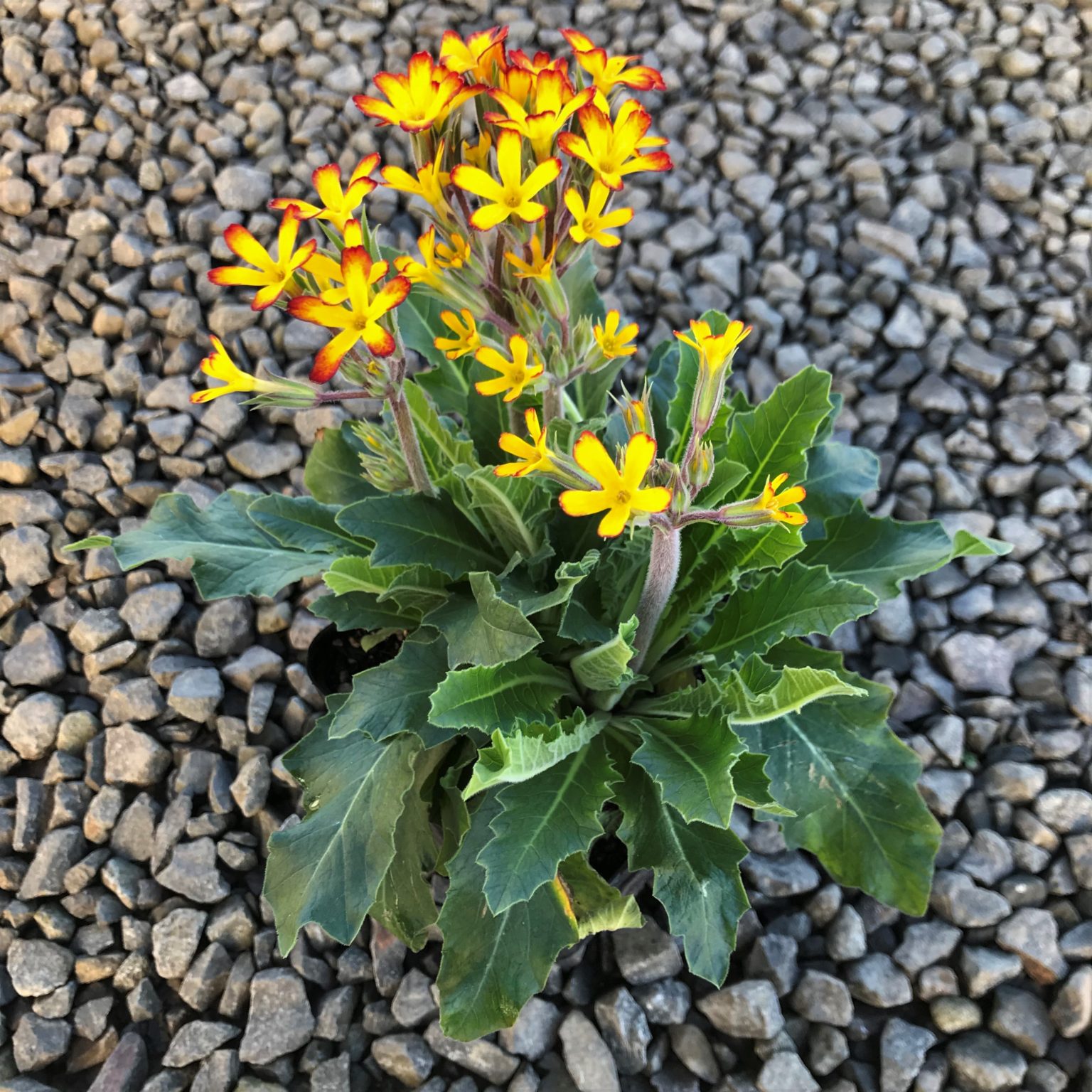 Primula vulgaris 'Oakleaf Yellow Picotee' - Oakleaf Primrose PPAF (4.5 ...