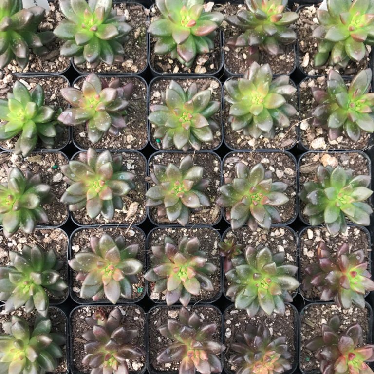 Sedeveria 'Jet Beads' (2" Pot) | Little Prince of Oregon Nursery